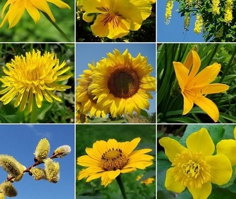 2,4-D 860 g/L SL/weed killer/Nigeria Market
