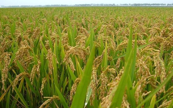 Glyphosate 480 g/L SL/herbicides/Nigeria/zambia market/Zimbabwe