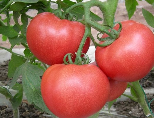 Buprofezin97%TC/Insecticides/Corn/crop protector/India market