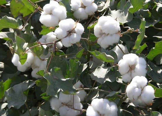 Imidacloprid25%WP/Insecticides/Pakistan Market