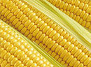 Acetochlor 95% TC/Used pre-emergence/pre-plant to control annual grasses