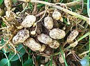 Acetochlor 95% TC/Used pre-emergence/pre-plant to control annual grasses