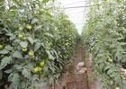 Bentazone 480 g/L SL/Herbicide/Clear straw yellow liquid