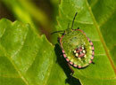 Alpha-cypermethrin95%TC/Insecticide/white powder/Control of a wide range of chewing and sucking insects