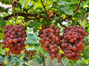 Carbendazim 50% SC /Fungicide/Flowablesuspension liquid/Lebanon grape