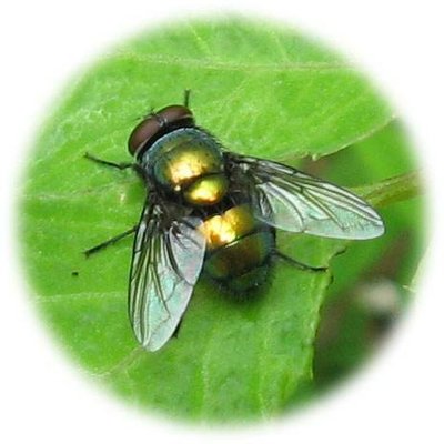 Fipronil 95%TC/brazil/Off-white powder /Kill fly/insecticide