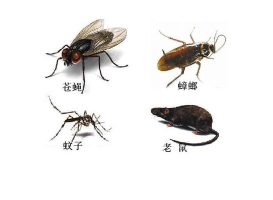 Fipronil 95%TC/brazil/Off-white powder /Kill fly/insecticide