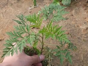 Acetochlor 900 g/L EC/herbicides/Africa  Market