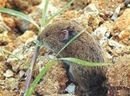 Brodifacoum 0.005% Baits/Mouse killer/Off-white powder/Rodenticides