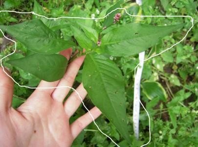 Dibamba 98% TC/herbicide/Control of annual and perennial broad-leaved weeds and brush species in cereals
