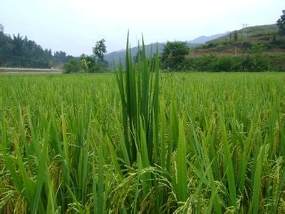 Dibamba 98% TC/herbicide/Control of annual and perennial broad-leaved weeds and brush species in cereals
