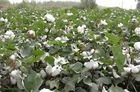 Difenoconazole 95% TC/fungicides/White to light beige solid
