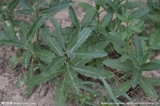 Fenoxaprop-P-ethyl 95% TC /Herbicide/White powder