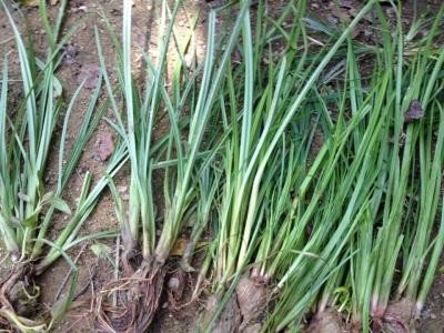 Glyphosate 95% TC/White powder/Herbicide/Nigeria market