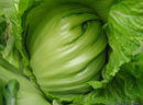 2,4D 720g/l SL,Tender for Ghana Market/herbicide