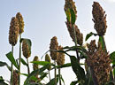 Imazethapyr 96% TC/Herbicide/White to tan powder