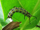Monomehypo 95%TC Insecticides factory supply good price CAS NO.52207-48-4