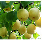 1-Naphthyl Acetic Acid 98% best sales for plant growth regulators