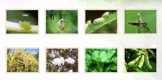 Emamectin 70%TC/White to beige powder/insecticide/via Beira CAS NO.155569-91-8