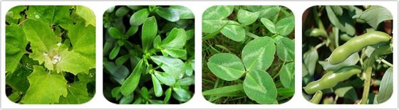 Imazethapyr 96% TC Herbicide CAS:81335-77-5 for beans weedicide
