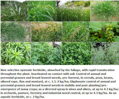 High effective Bentazone 95% TC herbicides Ochre-yellow solid CAS NO. 25057-89-0