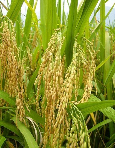 Atrazine 90%WDG/herbicide/Corn/crop weed killer/India market