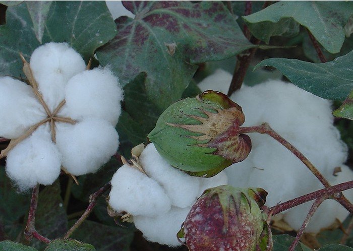 Fipronil 80% WDG/Off-white granule/Brazil and pakistan market