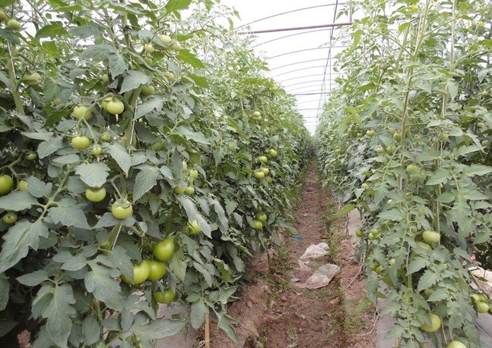 Pendimethalin 500g/L EC/Africa Market/weed killer