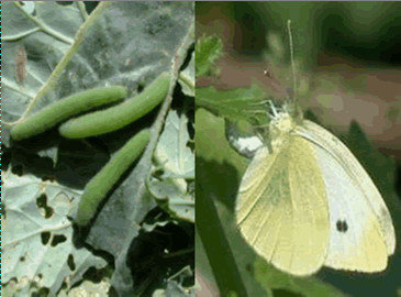 Acetamiprid 96% TC/Light yellow powder/India Market