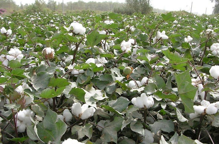 Diazinon 60% EC/Insecticides/pakistan market