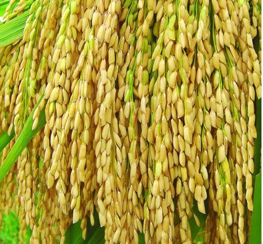 Imidacloprid 70% WDG/insecticides/crop protection