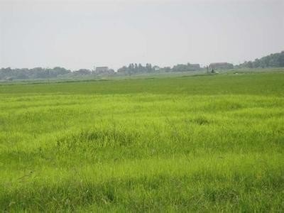 Bentazone 95% TC/herbicides/Ochre-yellow solid