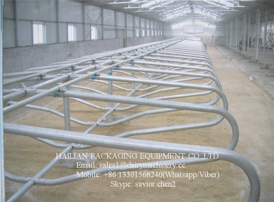 Single Row Type Cow Milking Stall With Hot Galvanized Steel Pipe