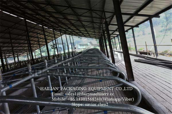 Single Row Type Cow Milking Stall With Hot Galvanized Steel Pipe