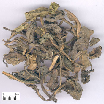Flower, Flos, Rhizome, Radix, Leaf