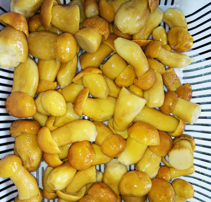 Mushroom