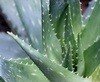 Aloe Extract (100x, 200x Powder, Aloin)
