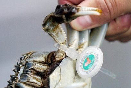 Hairy crabs anti-counterfeiting plastic ring foot pressing machine