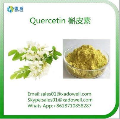 Natural Sophora Japonica Extract Quercetin