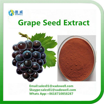 High quality and Best price Grape Seed Extracts