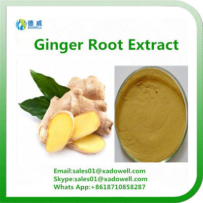 Natural High Quality Ginger Root Extract Plant extract