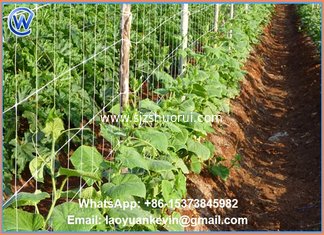 100% virgin material Plastic trellis net plant climbing support netting cucumber netting vine netting Pea & Bean