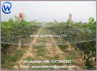 Various Colours, Various Sizes Anti Pigeon, Gull, Sparrow, Starling Bird Netting
