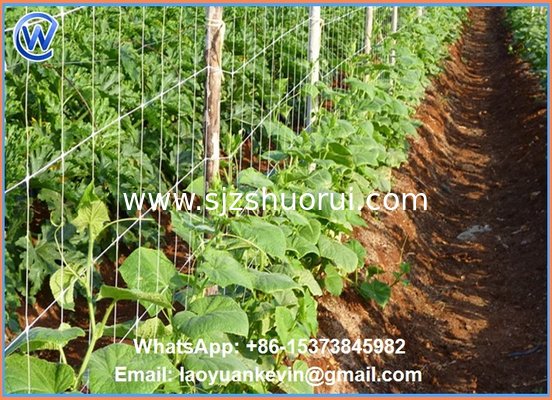100% virgin material Plastic trellis net plant climbing support netting cucumber netting vine netting Pea & Bean