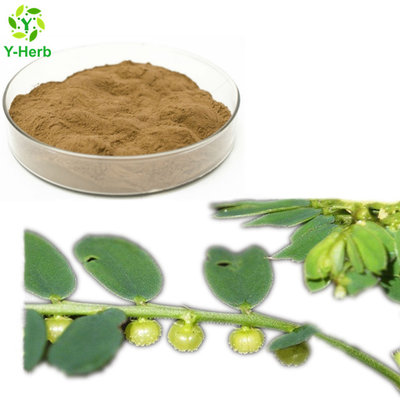 China 100% pure natural 10:1, 50:1, 100:1 Phyllanthus Urinaria Extract Powder supplier