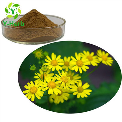 China Climbing Groundsel Herb extract Senecio scandens extract supplier