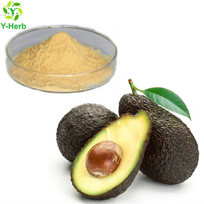 China Factory supply bulk avocado seed extract capsules powder avocado extract supplier