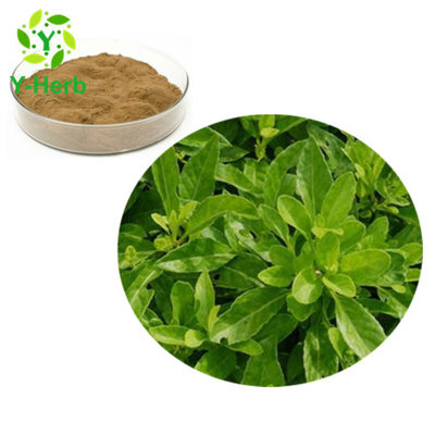 China 10:1 50:1 100:1 5% Flavones Pure Powdered Gynura Procumbens Extract supplier