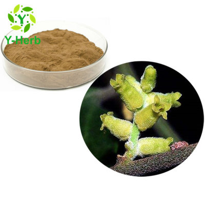 China 10:1 50:1 100:1 Pure Bulk Miswak Extract Powdered Salvadora Persica Extract supplier
