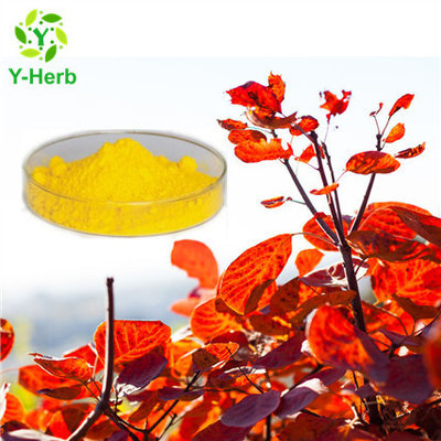 China 8% 50% 98% Pure Natural Smoketree Extract Fisetin supplier